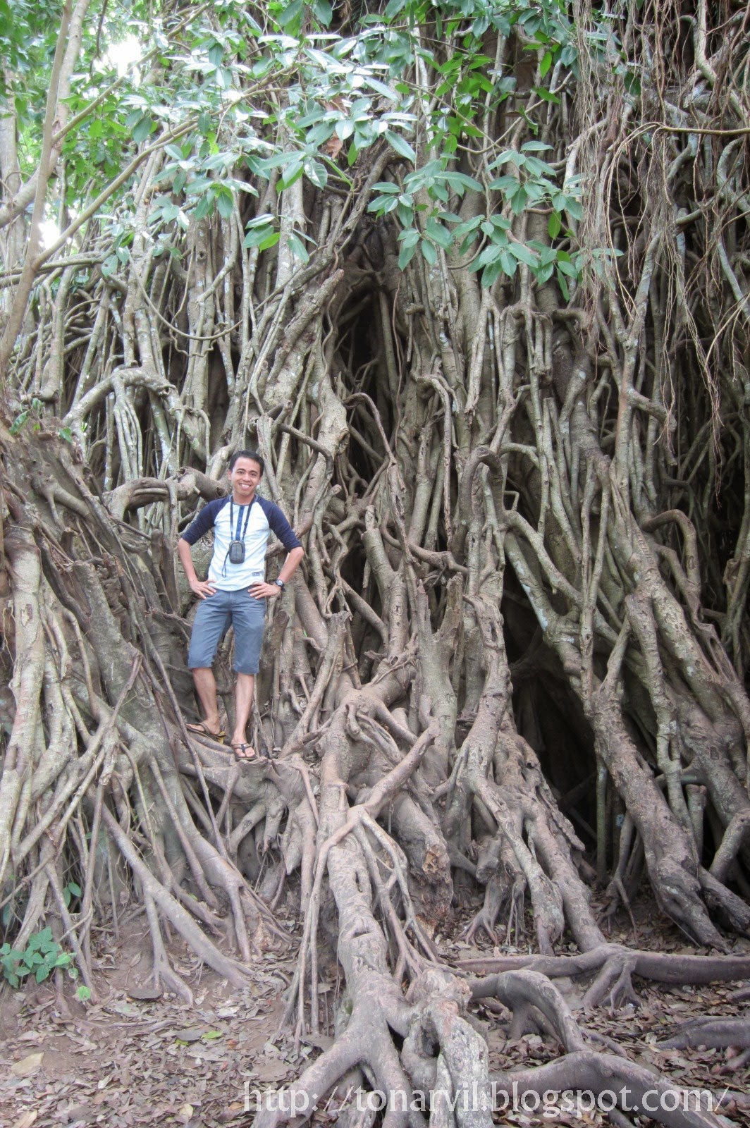 The Outgoing Navigator: Aurora's Balete Tree: The Spooky Encounter