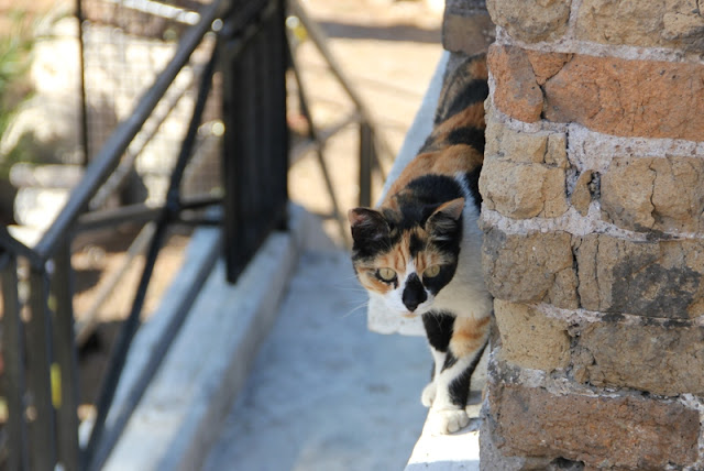 Gatos y Gatunos: Gatos de Roma I - Torre Argentina