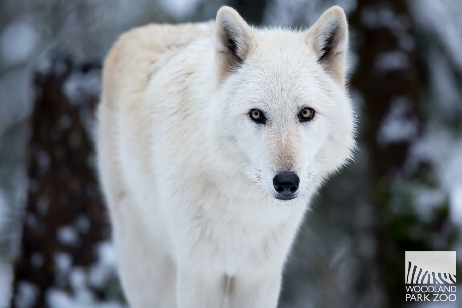 Animals explore a winter wonderland: first snowfall of the season delights