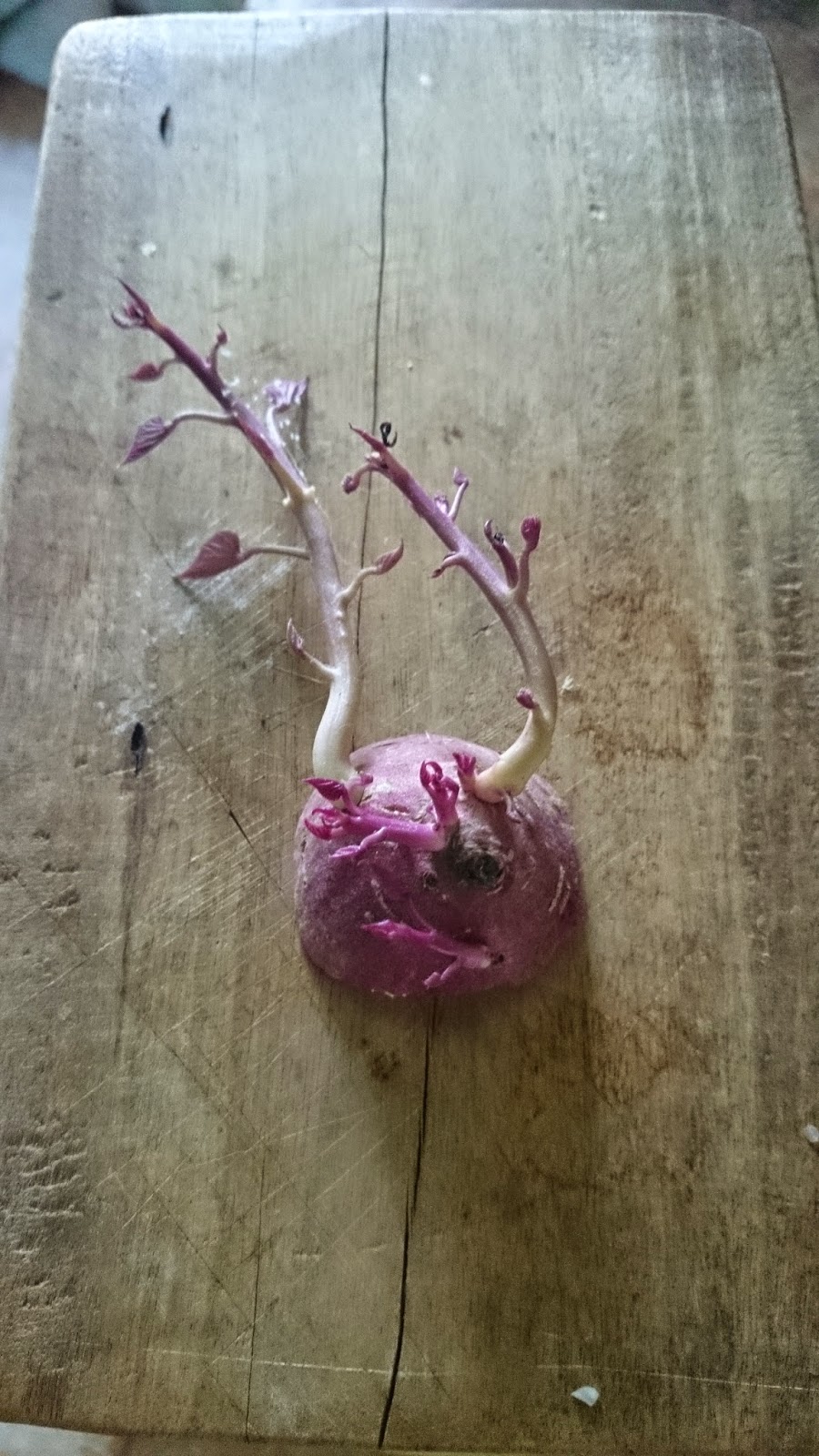 UBI MANIS - Rangkuman Cara Bertanam Lengkap