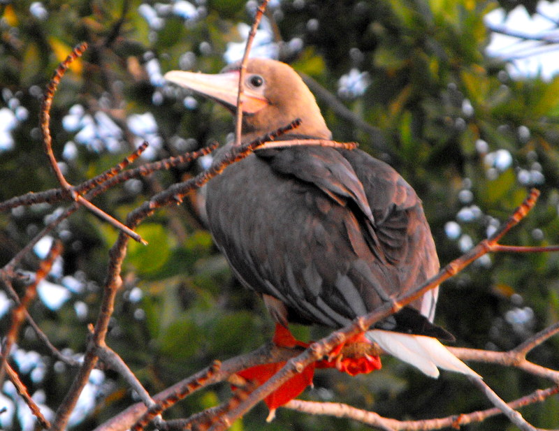 s/v Starship: Las Aves, Venezuela