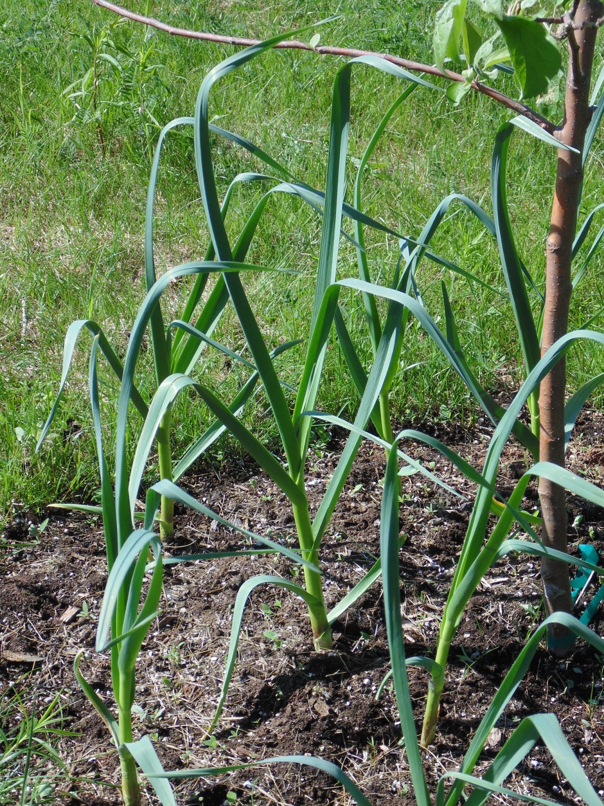 Old World Knowledge: Growing Garlic