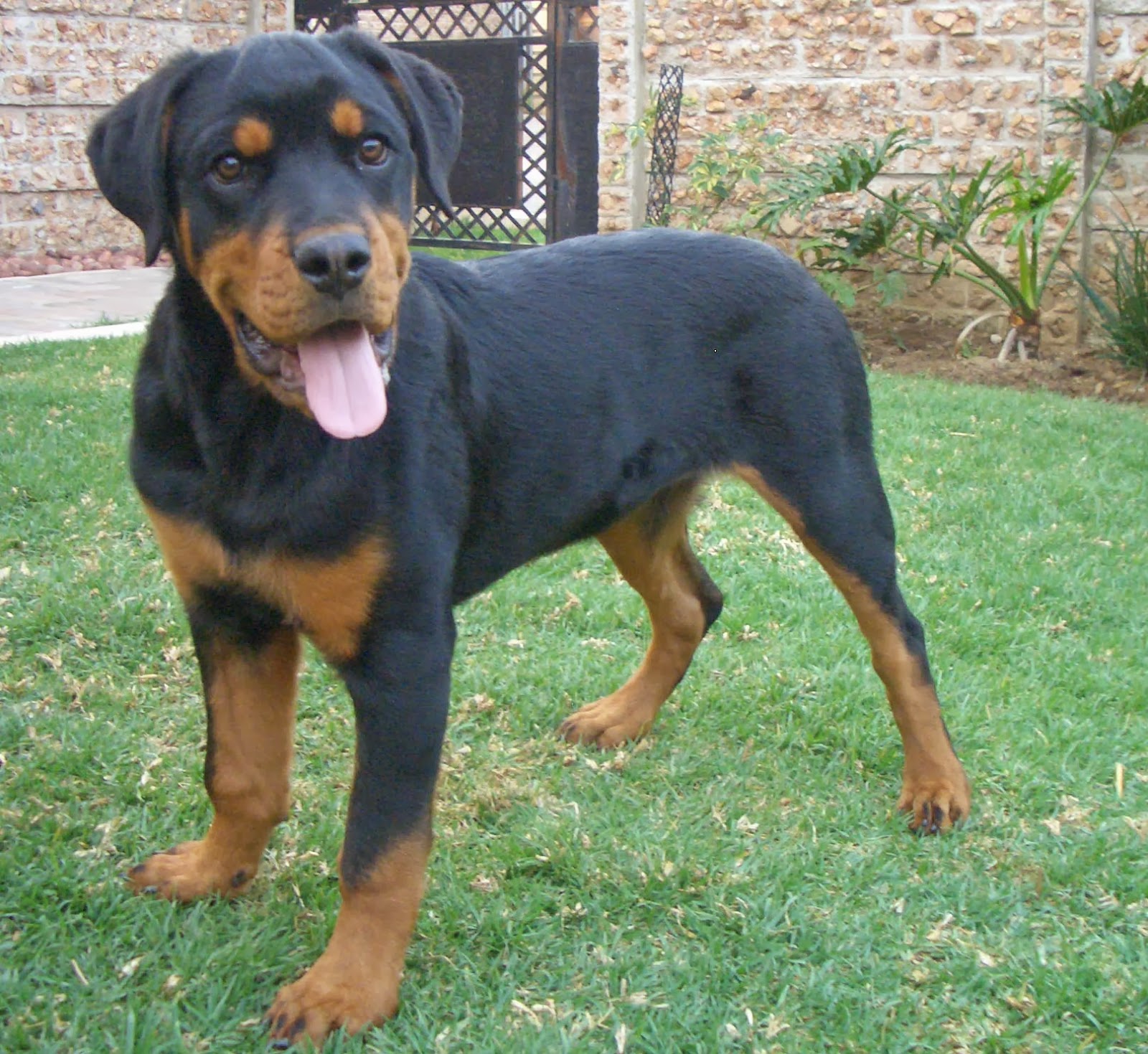 Rottweiler Dog ~ Explore Amazing World