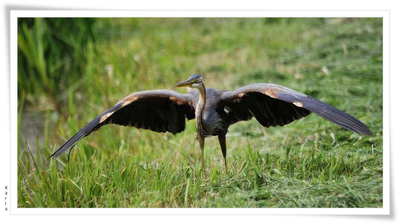 NATUURLIJK NEDERLAND: PURPER REIGER, POLDERS NEXT TOPMODEL