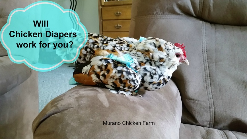 Chicken diapering adventures! - Murano Chicken Farm