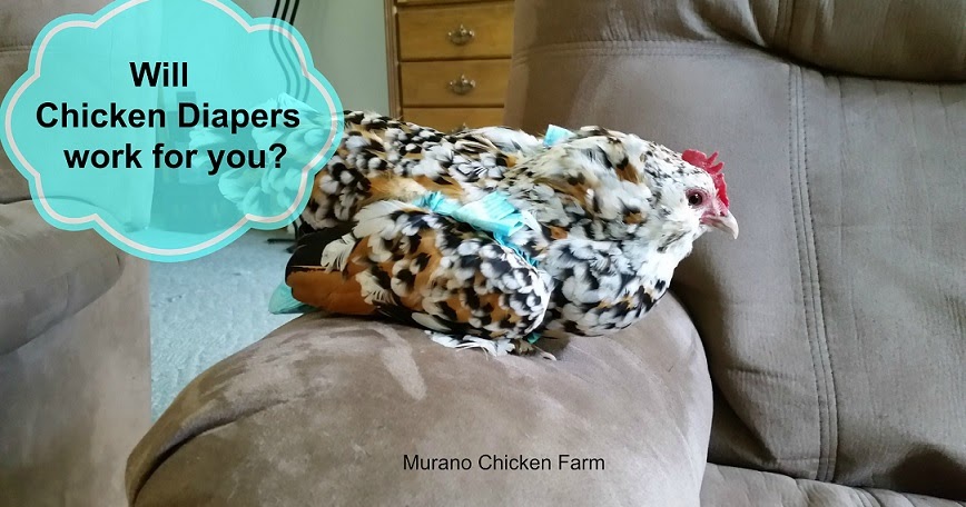 Chicken diapering adventures! - Murano Chicken Farm