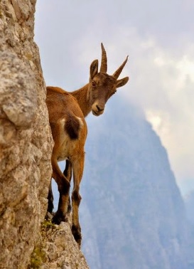 ResumoAnimalVegetal: CABRAS MONTANHESAS