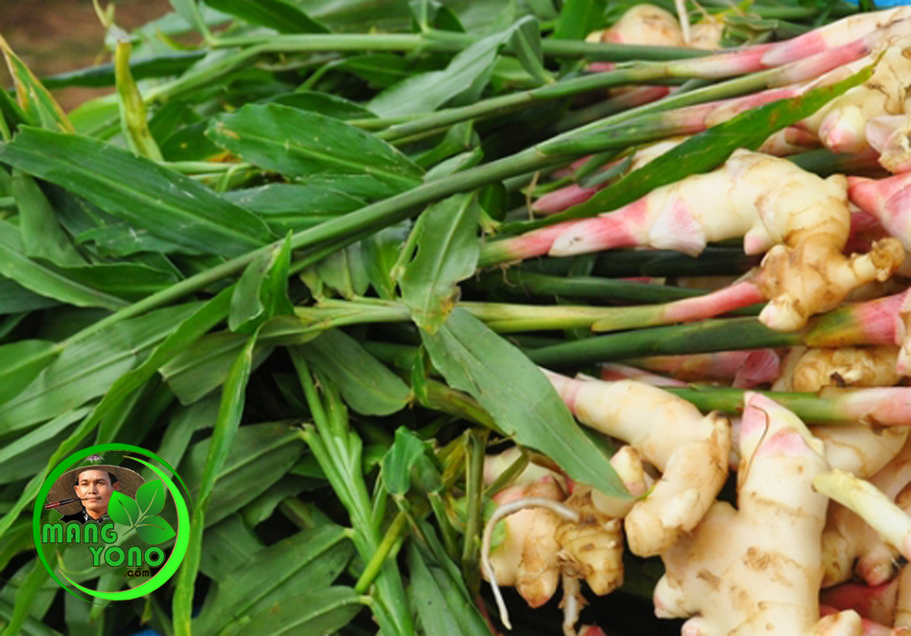 Jahe (Zingiber Officinale): Tanaman Obat Keluarga Serbaguna Untuk ...