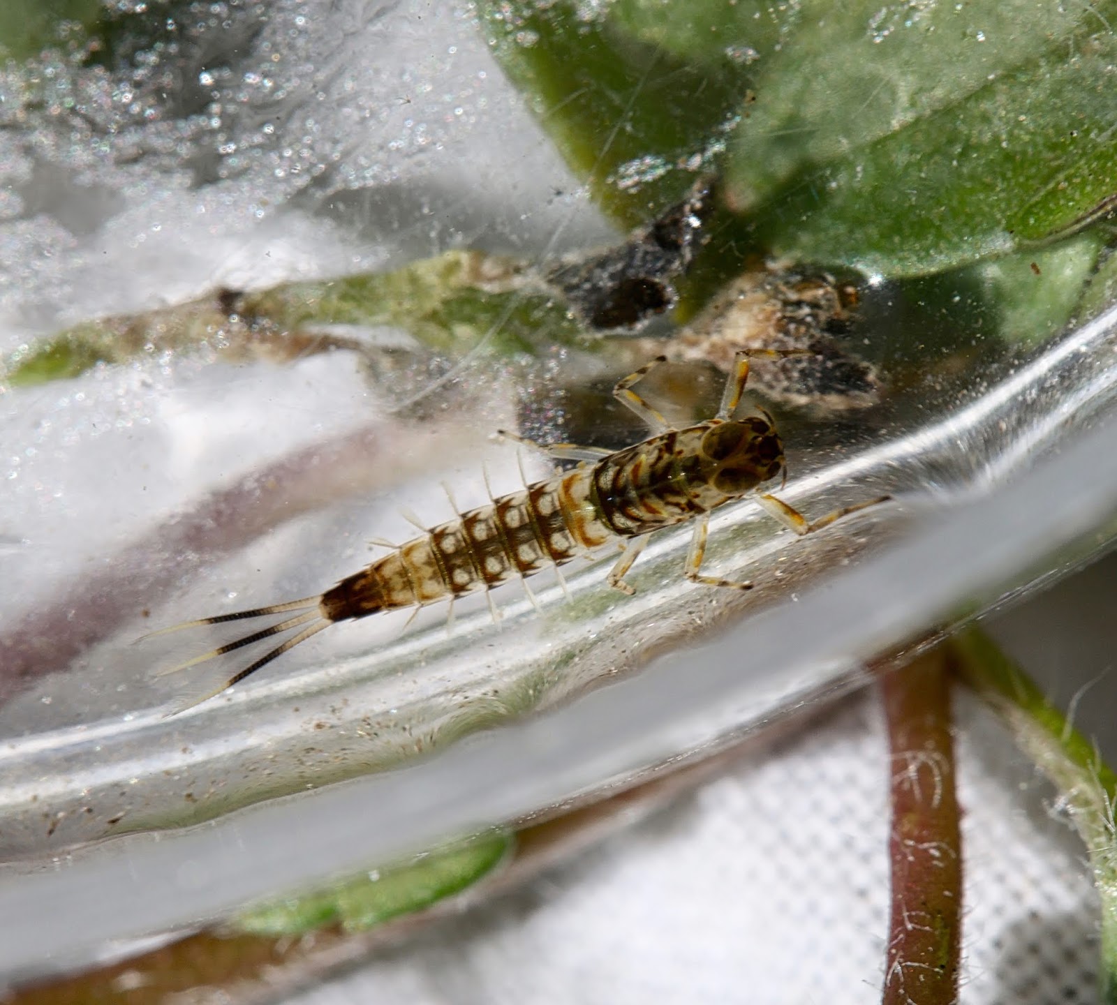 Aquatic Insects of Central Virginia: 2019