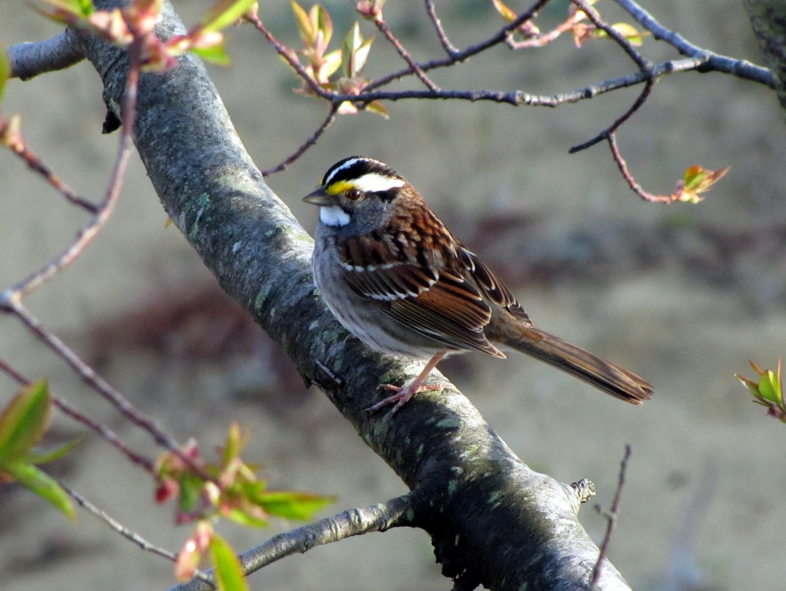 On the road: Impressive morning songbird flight