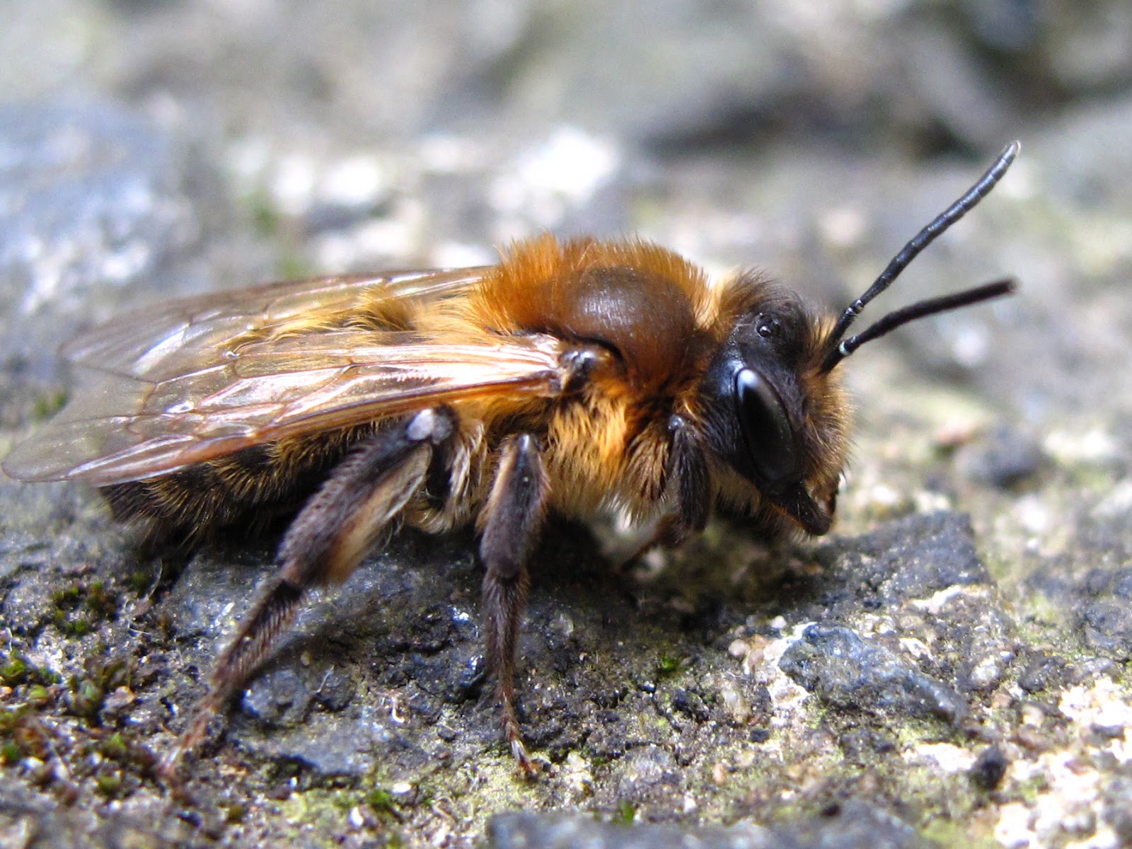 BugBlog: Communal mining bees