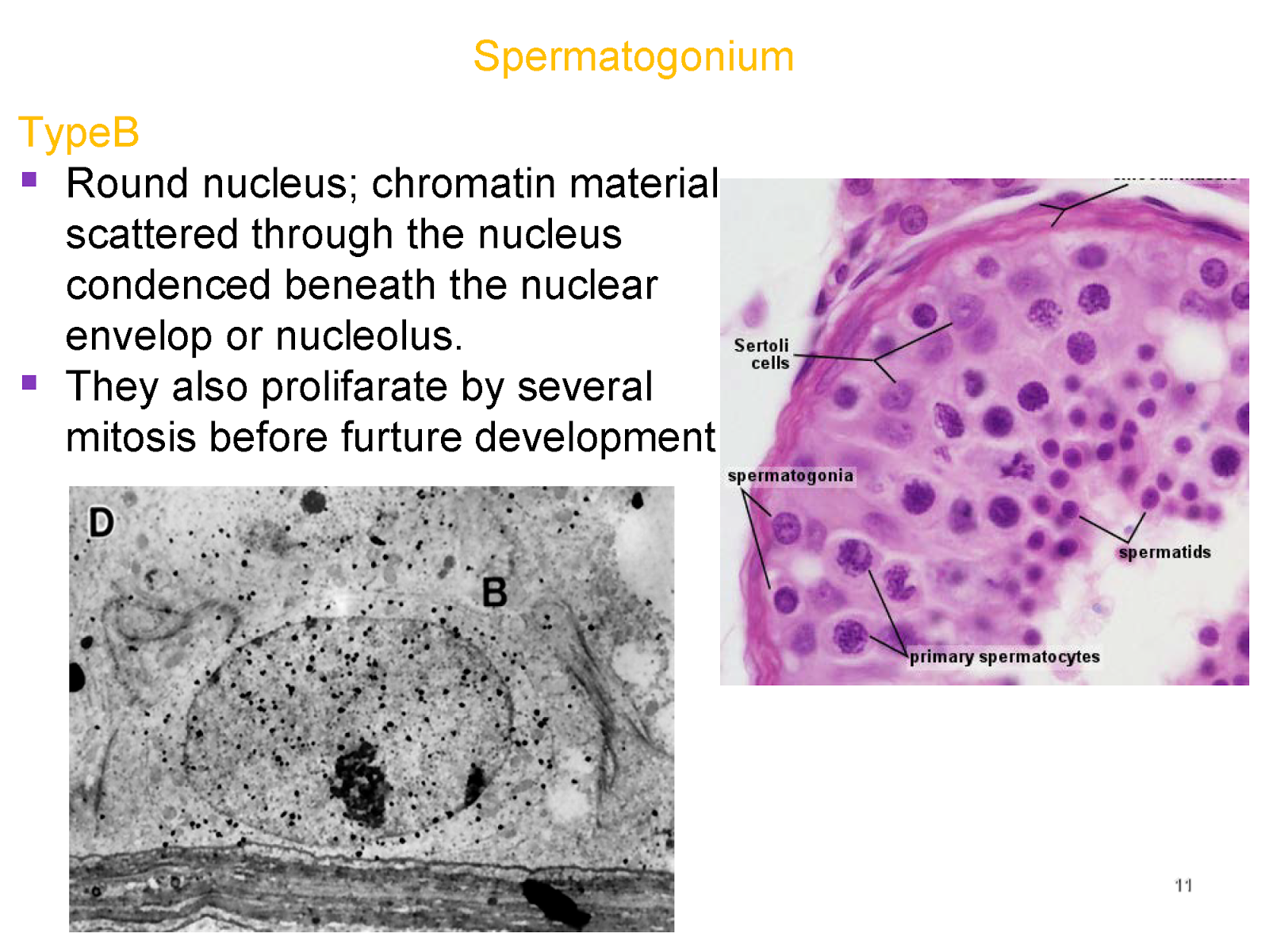 histoloji-embriyoloji notlarım: SPERMATOGONIA & SPERMATOGENESIS