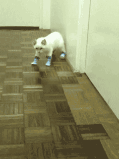 Funny cats - part 64 (35 pics + 10 gifs)