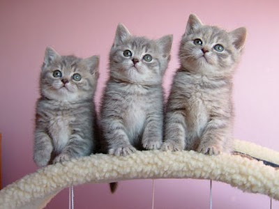 Cute Little Kitten Cats ~ World Information
