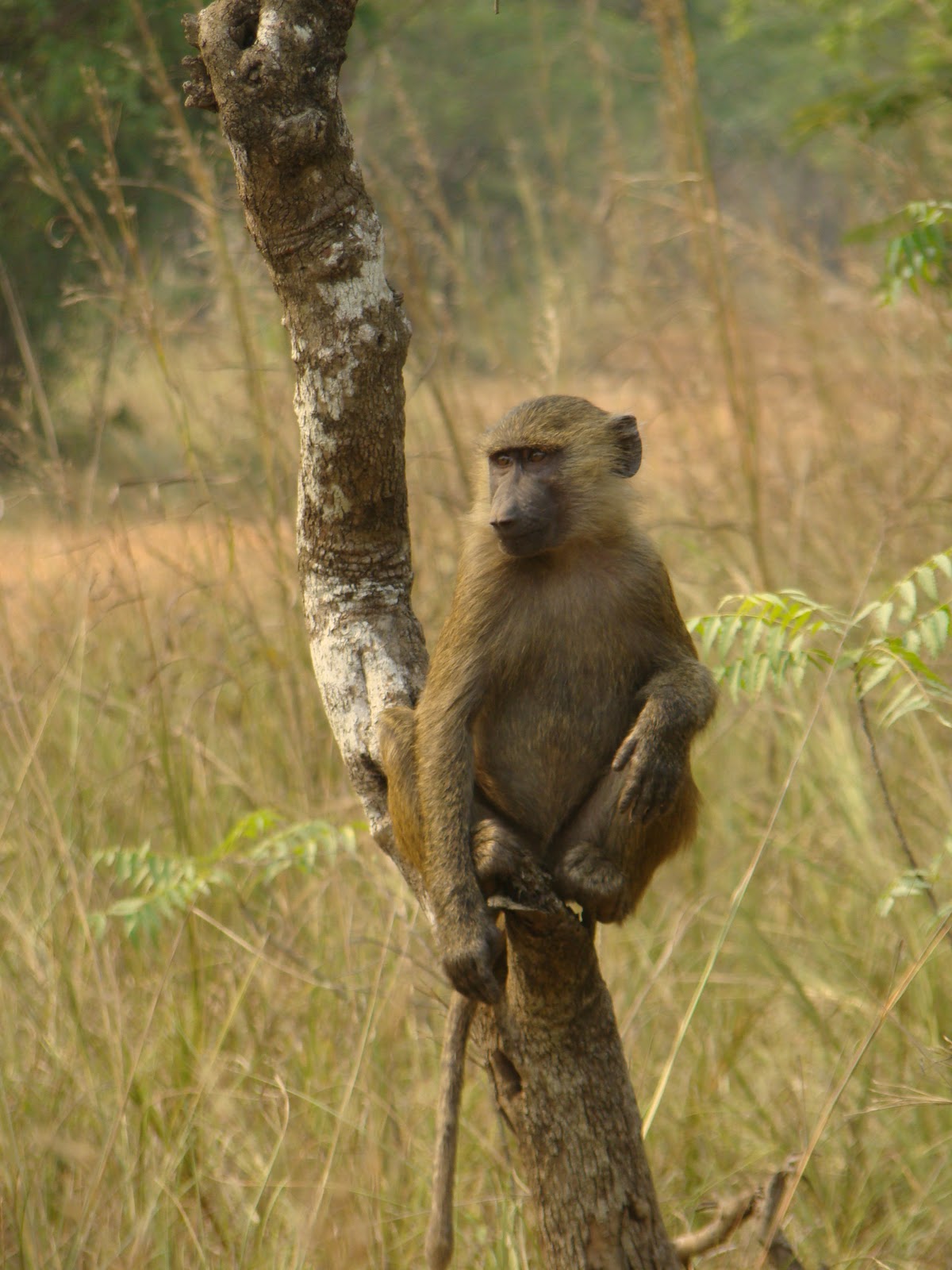 WAKING PLANET: Selected Flora and Fauna of Ghana,West Africa
