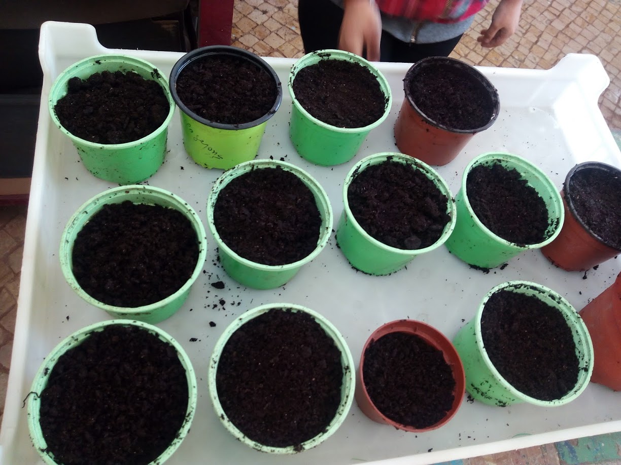 Semear para Colher: Manjericos