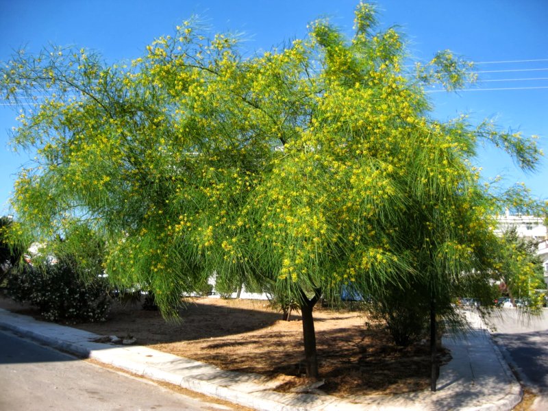 Greek Salad - a blog from Greece!: Jerusalem thorn - tree with ...