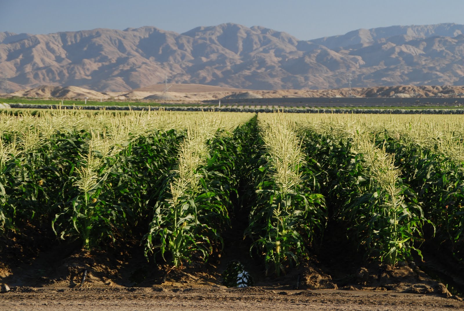 Deserts and Beyond: Coachella Valley corn
