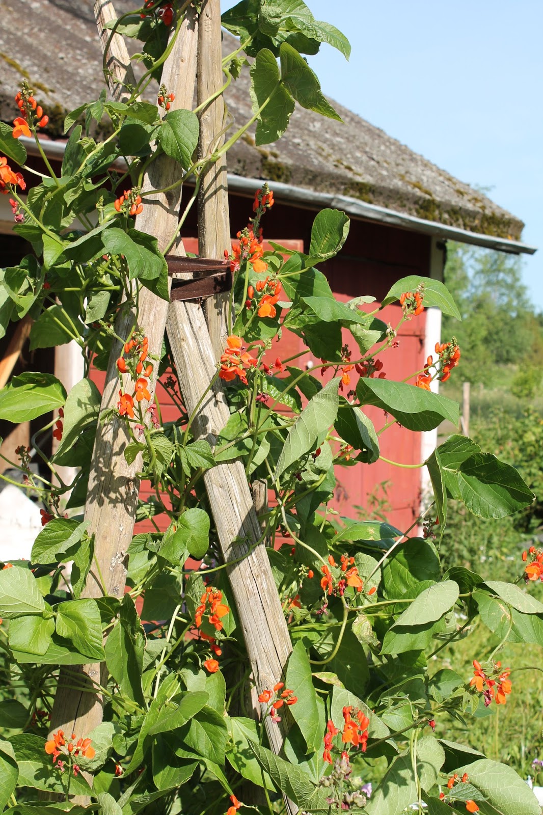 Maalaistytön taimitarhassa: Papujen kasvattaminen