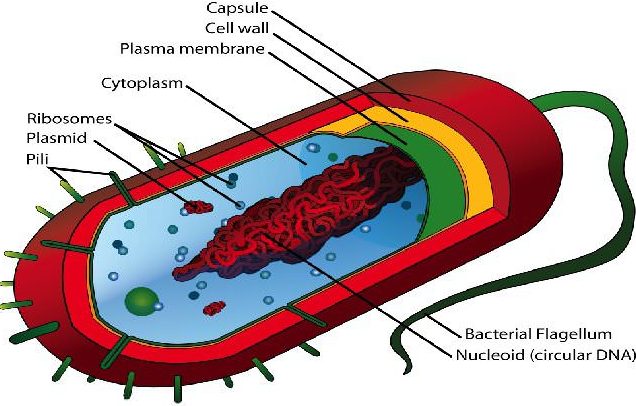 INFECTIOUS DISEASE: What is prokaryote cell?