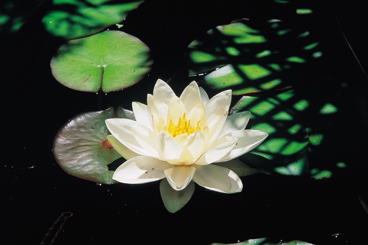 Poems by The Muse | Motherhood and More