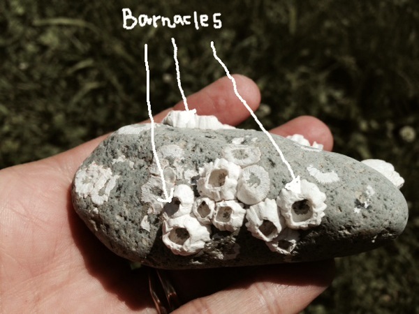 SAYURI'S WORLD -- the blog