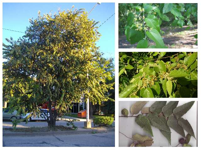 Guazuma ulmifolia - Arbolado Urbano Formosa