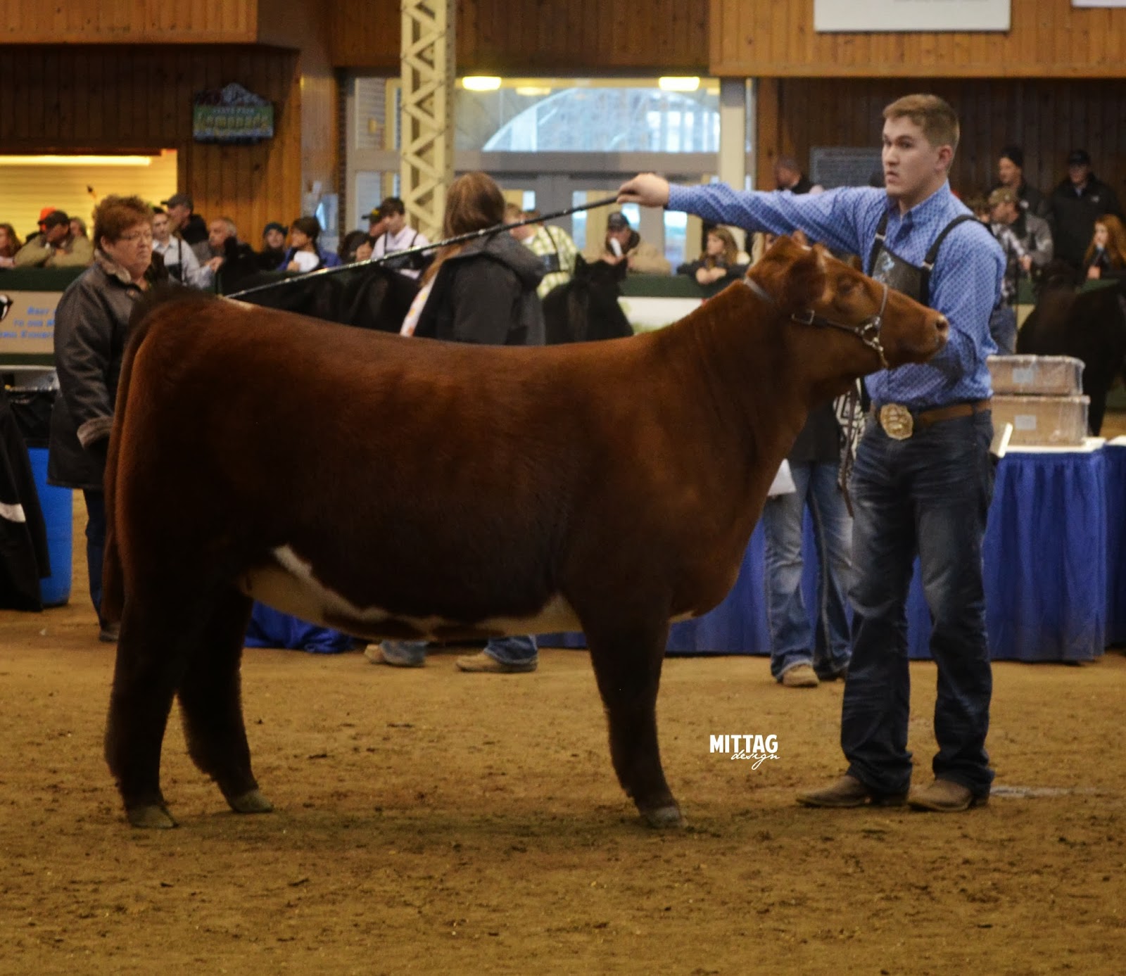 MITTAG Blog: IOWA BEEF EXPO | FEW BREED CHAMPIONS CAPTURED BY MITTAG DESIGN