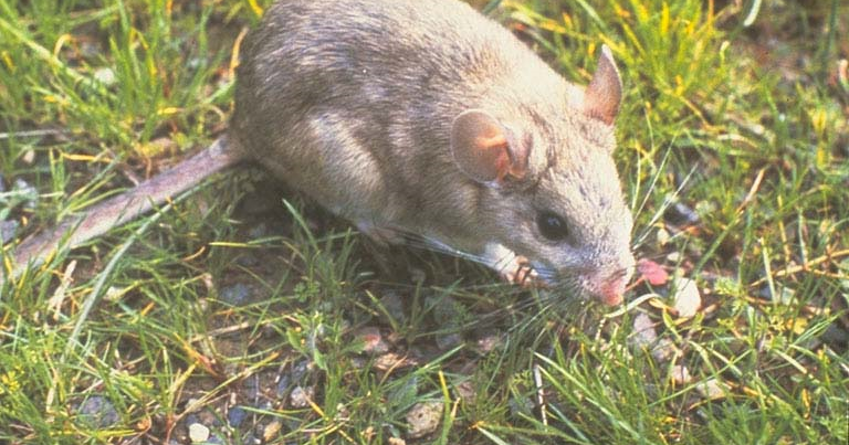 Variety of Life: Neotoma