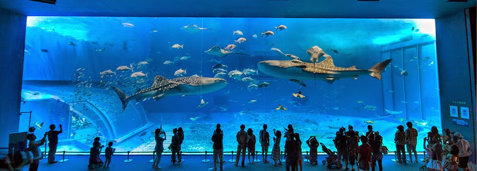 10 Akuarium Terbesar Di Dunia - Dunia Akuarium