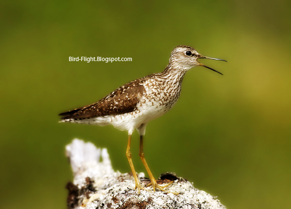 Bird Flight: Wood Sandpiper