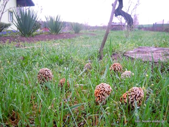 Grzyby gatunkami. Smardz jadalny. Smardz zwyczajny | Smaczna Pyza