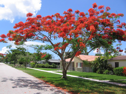 5 JENIS POHON PELINDUNG YANG BERBUNGA | JUAL TANAMAN HIAS MURAH ...