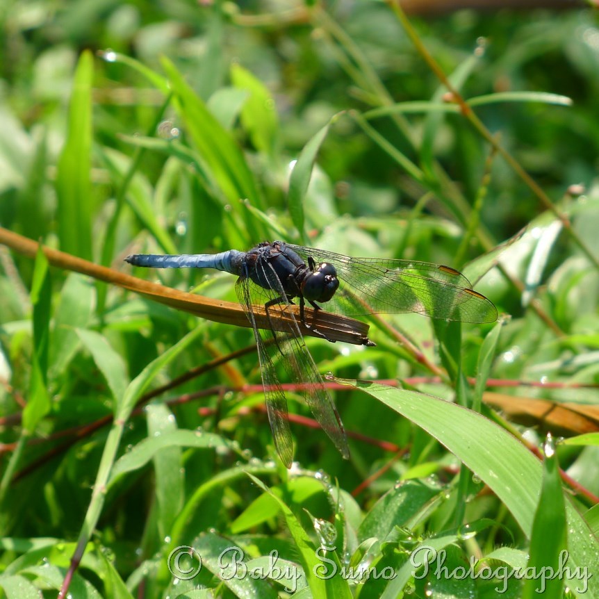 Baby Sumo Photography: Black-Grey Dragonfly - KL, Malaysia