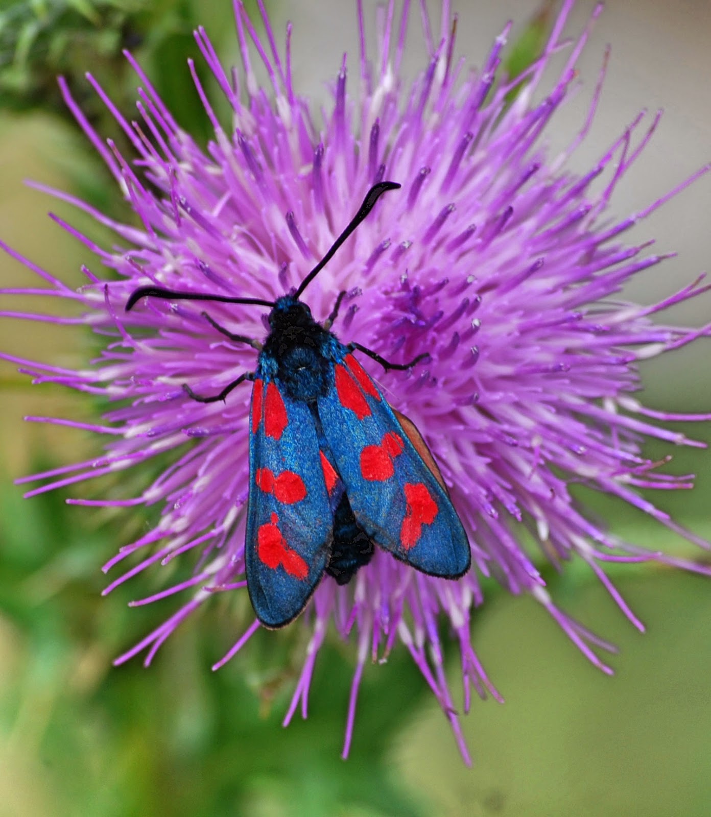 French wildlife and beekeeping: In our fields recently.