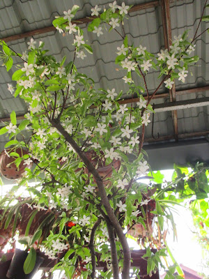 Garden Chronicles of James David: How to Care & Cultivate Water Jasmine ...