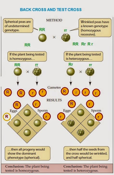 Blog Belajar IPA SMP: Backcross dan Testcross