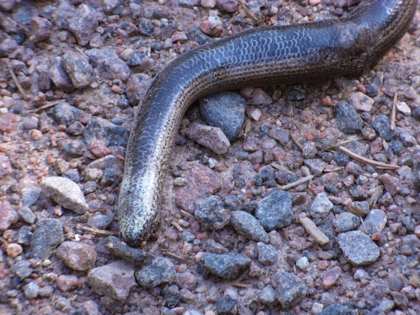 Annen jutut: VASKITSA anguis fragilis