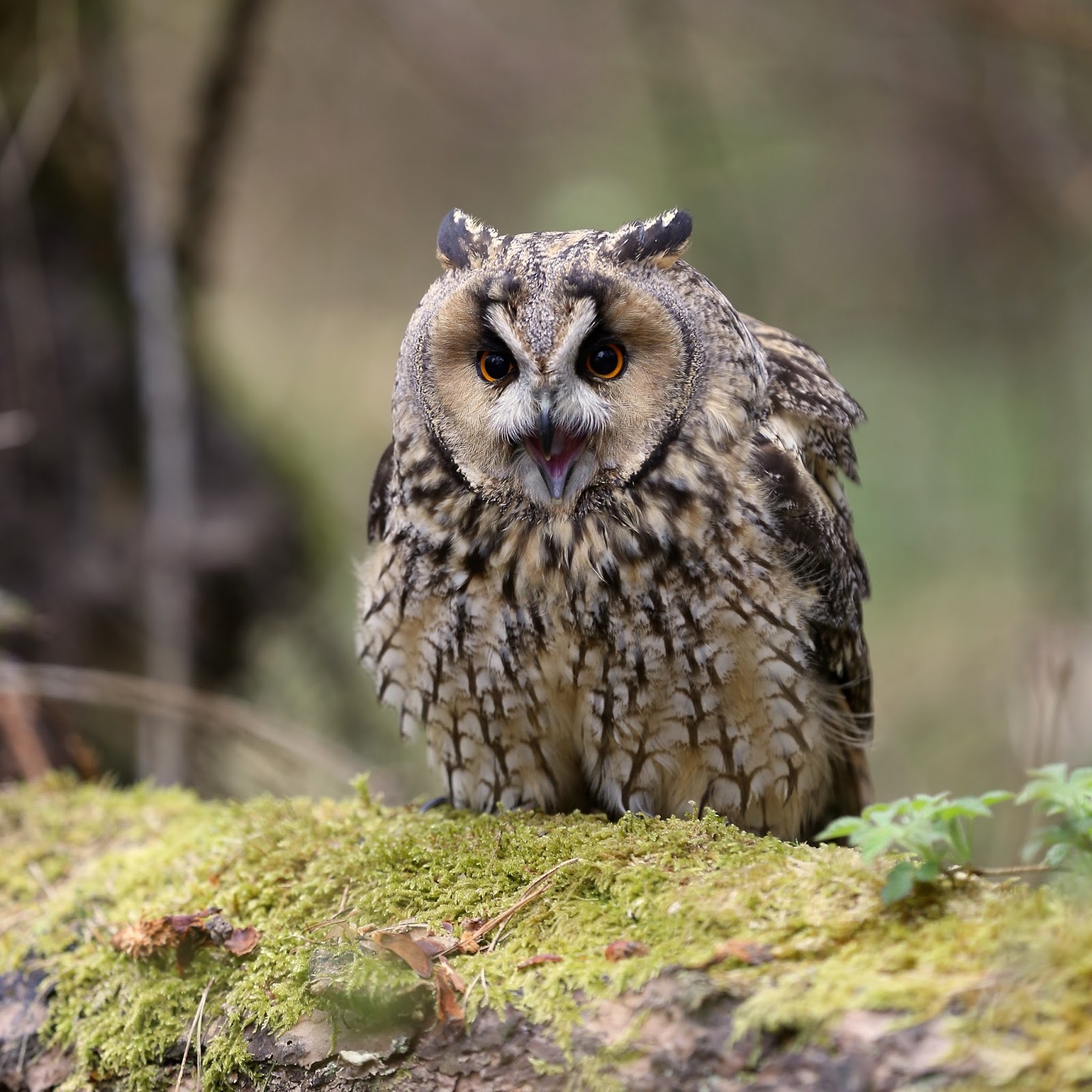 TrogTrogBlog: Bird of the week - Long-eared owl
