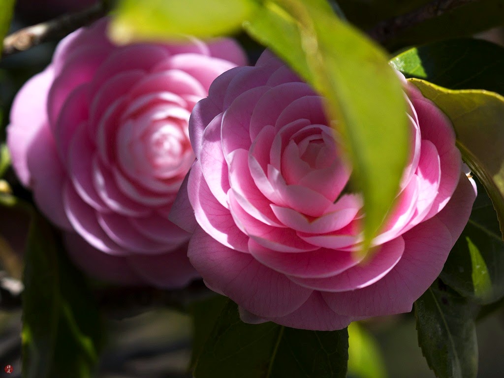 FROM THE GARDEN OF ZEN: Otome-tsubaki (Camellia japonica) flowers ...
