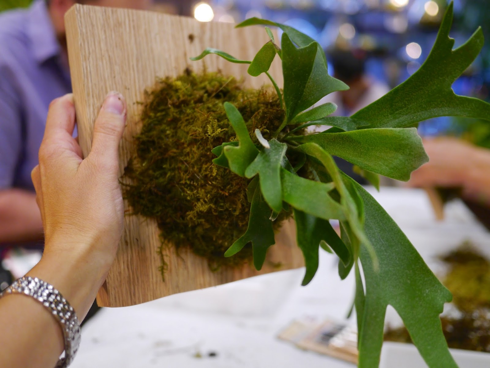 Little Hiccups: Stag Horn Fern Workshop