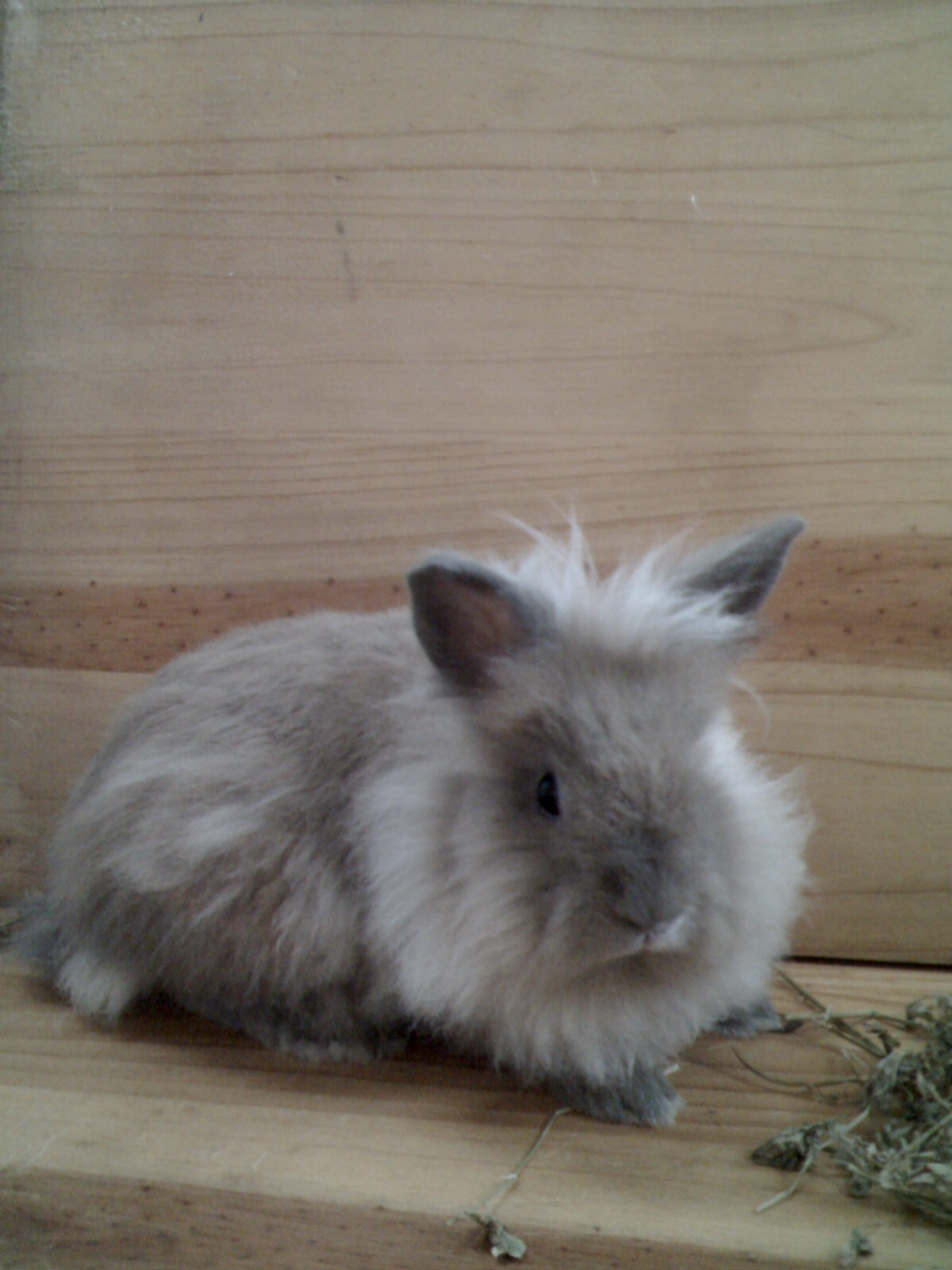 R & S Mini Coelhos: Mini Lion Head