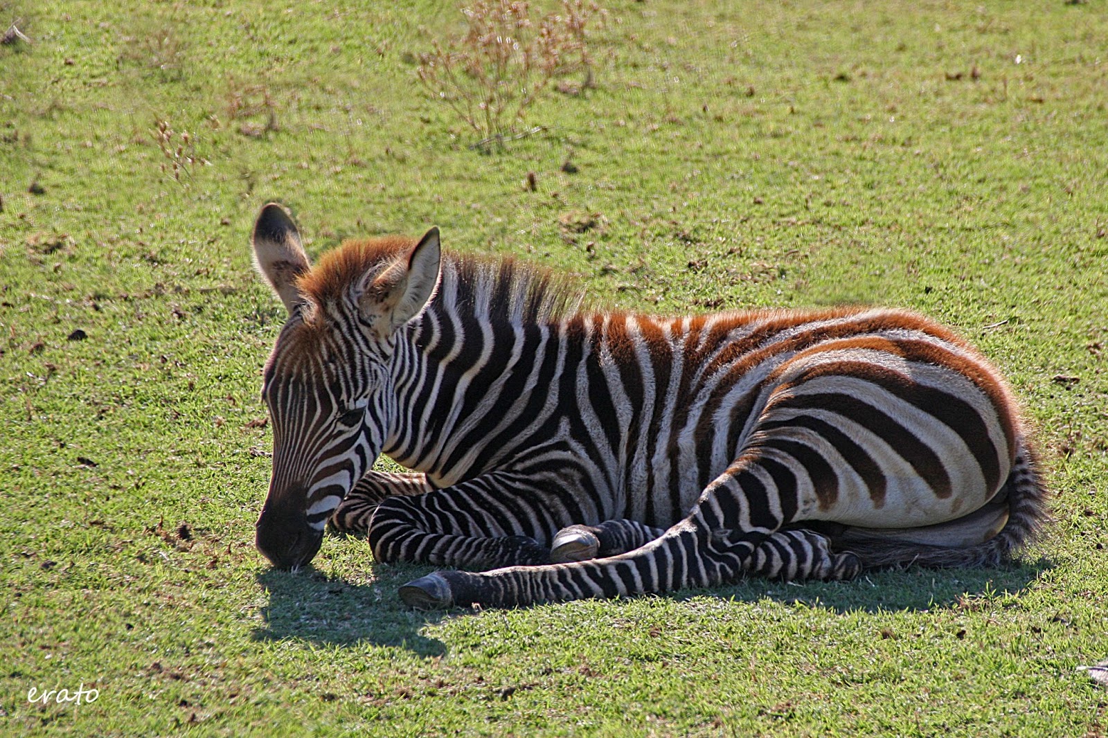 Rêveries: " Zébrures