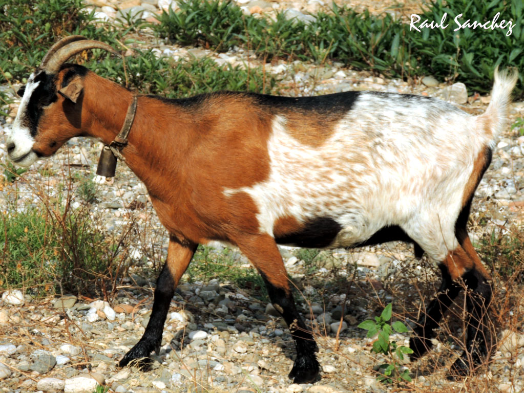 Naturaleza Viva : Cabra doméstica (Capra hircus)
