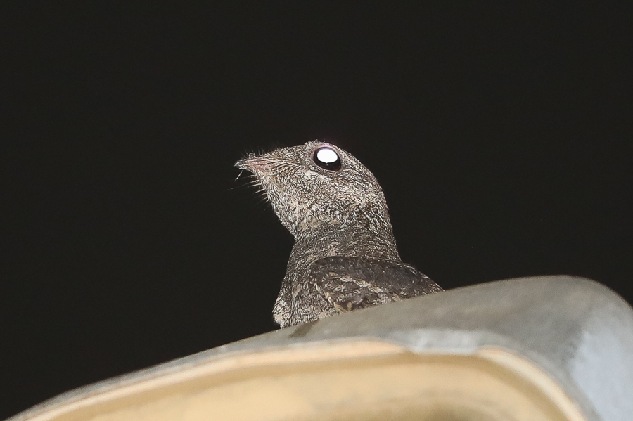Birds of Saudi Arabia: Montane Nightjar - Tanoumah