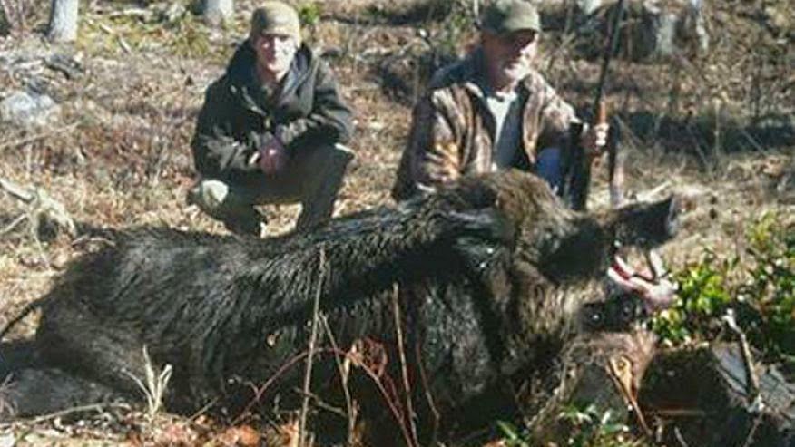 THE WESTERNER: Father, son bag charging 700-pound boar in North Carolina