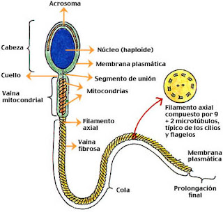 GAMETOGENESIS: Espermatogénesis