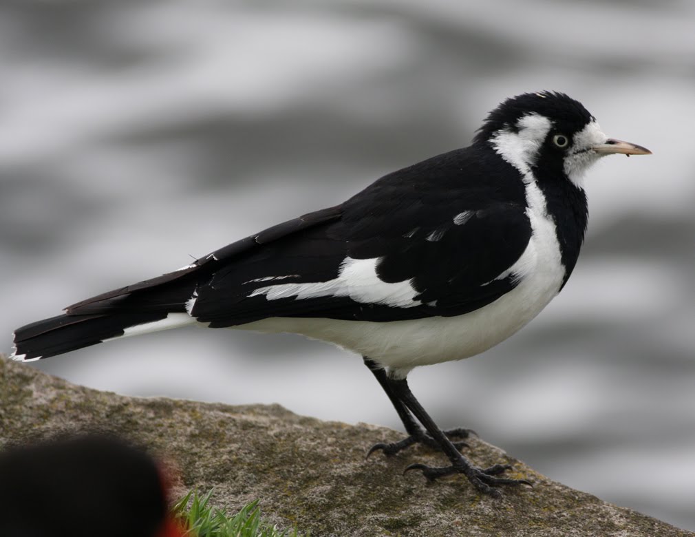 Mark James Pearson: Magpie-larks and Swamp-hens, Sydney