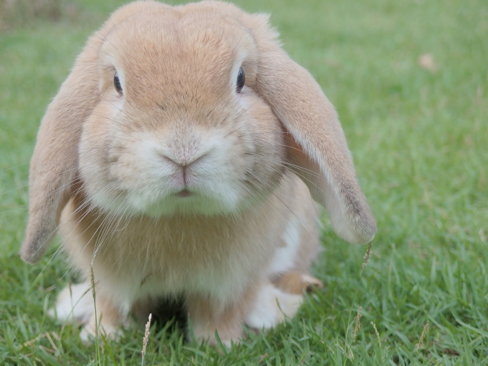 6 Things You Need Before Getting a Rabbit - TheRider'sPets