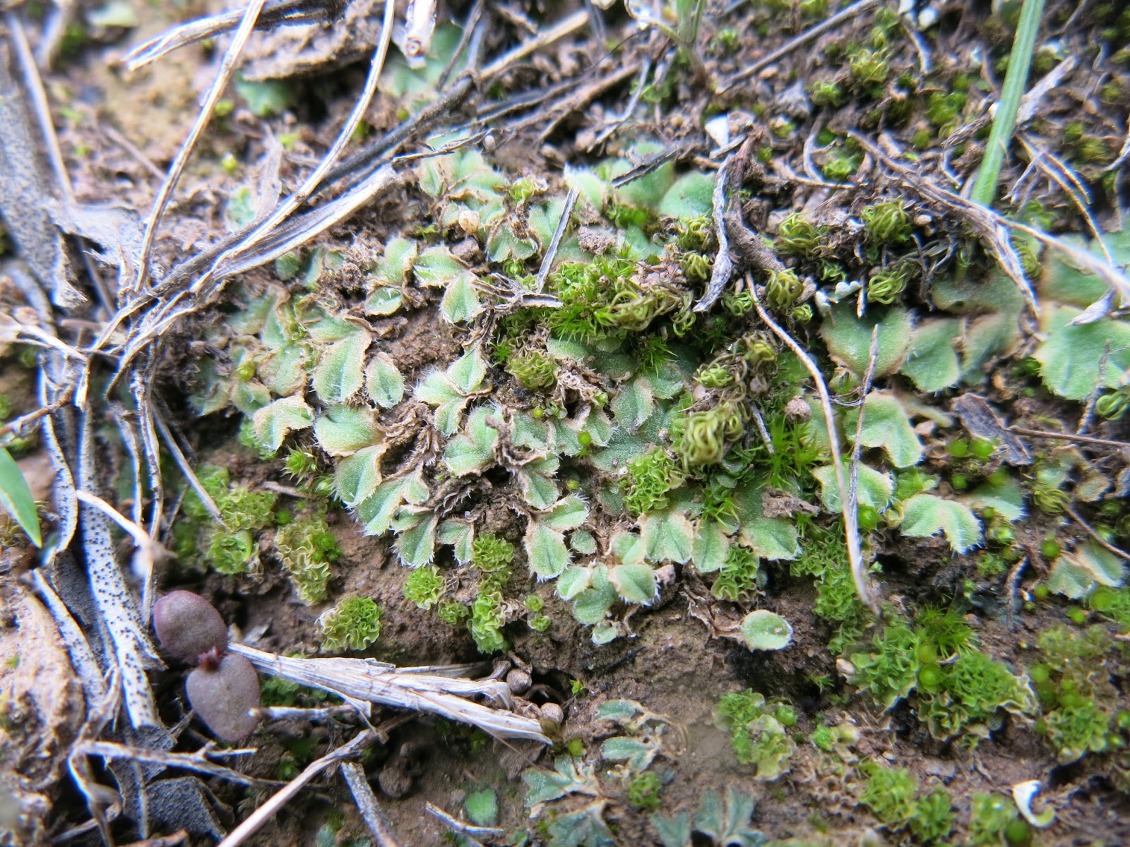 South Wales Bryophytes: Holiday hepatics